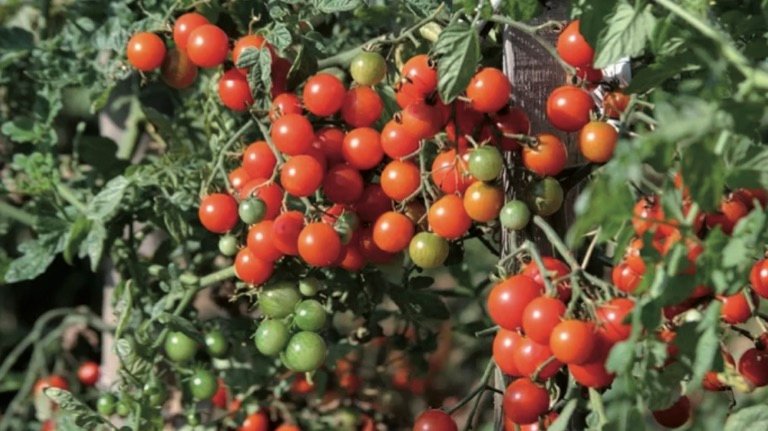 Tomates marocaines: les paysans français voient rouge | Challenge.ma